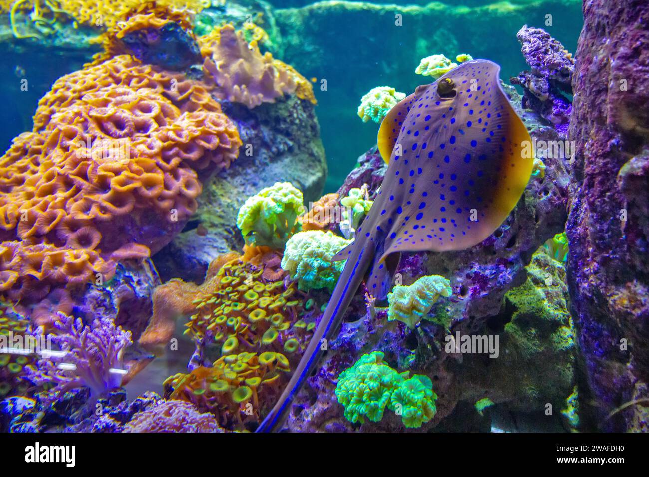 The bluespotted ribbontail ray is a species of stingray in Lausanne ...