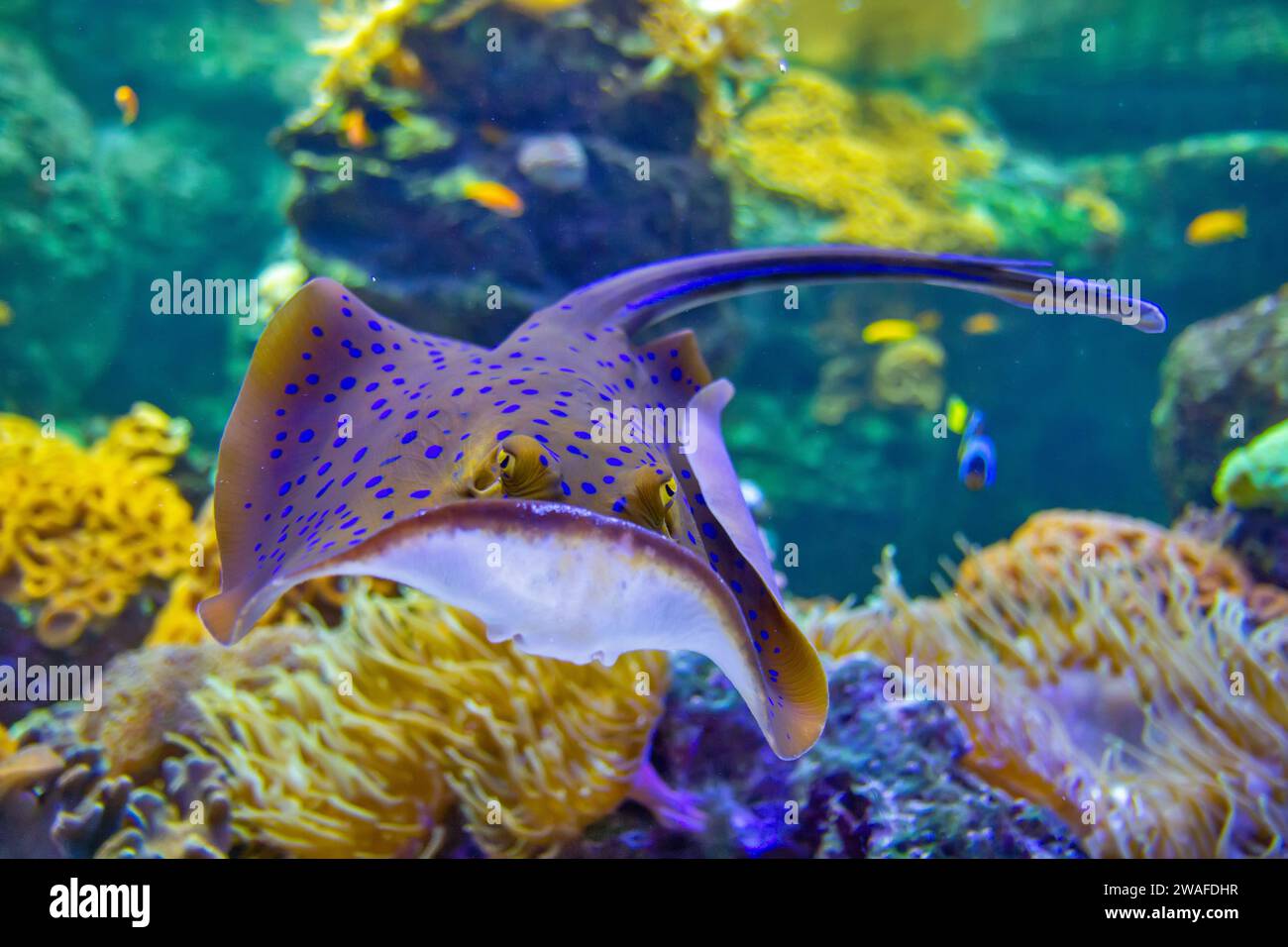 The bluespotted ribbontail ray is a species of stingray in Lausanne ...