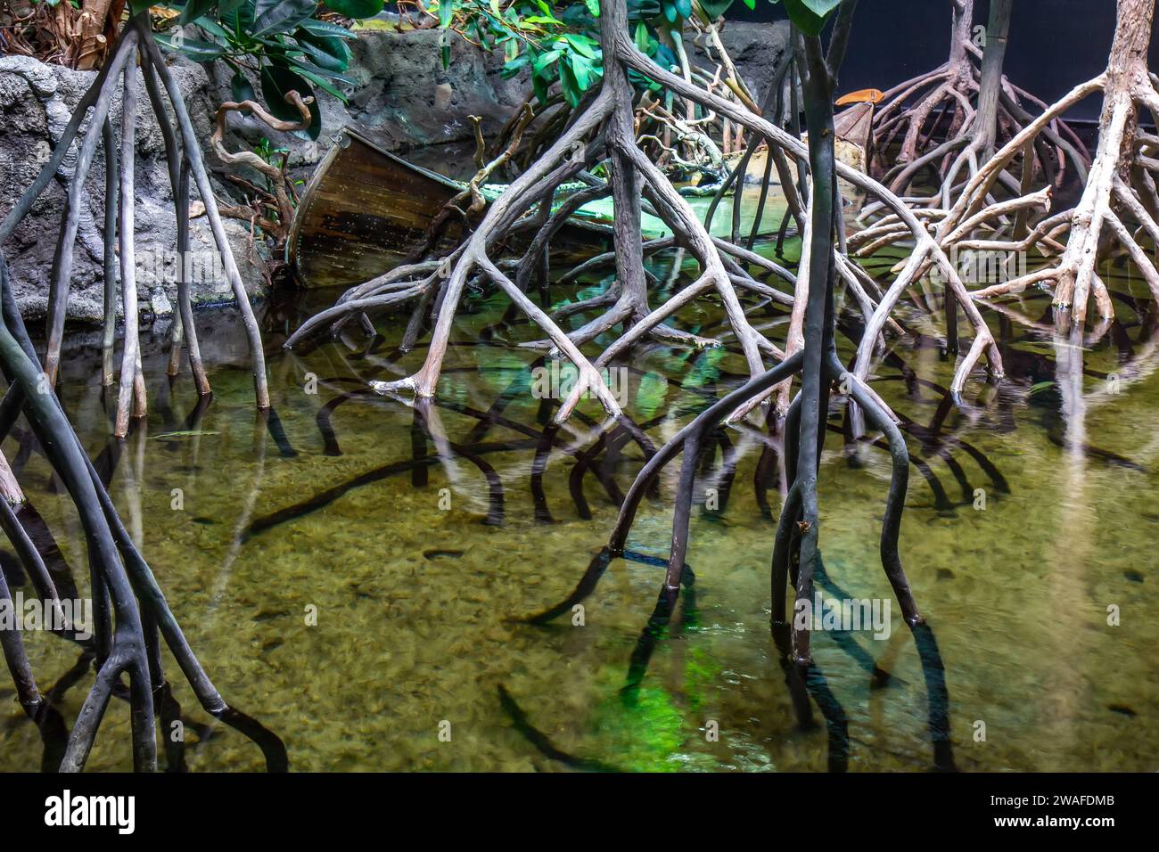 Mangrove Forests Also Called Mangrove Swamps Or Marshes Are Productive Wetlands That Occur In