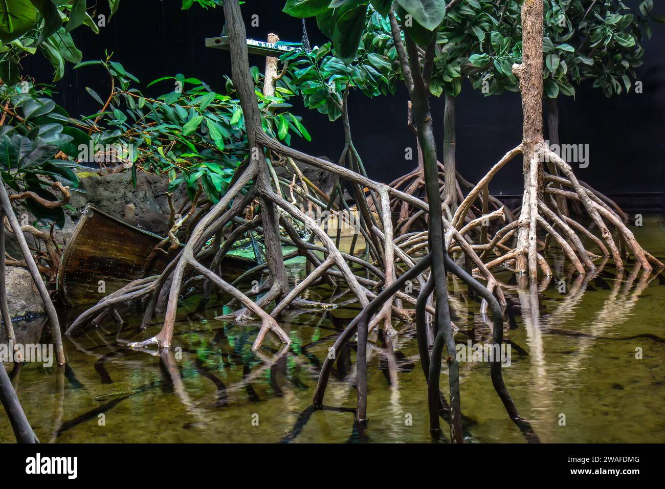 Mangrove forests, also called mangrove swamps or marshes are productive ...