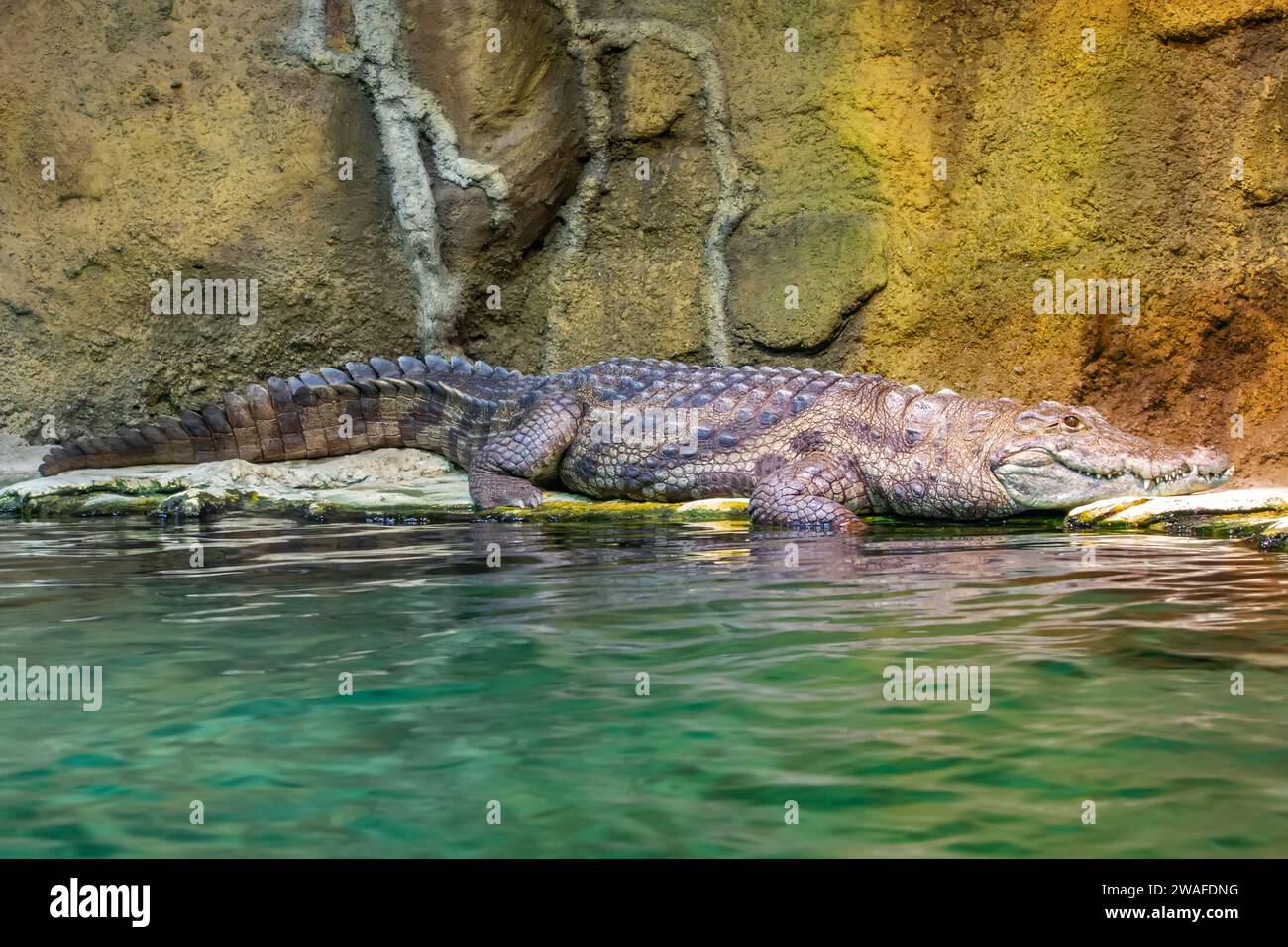 Freshwater habitats hi-res stock photography and images - Alamy