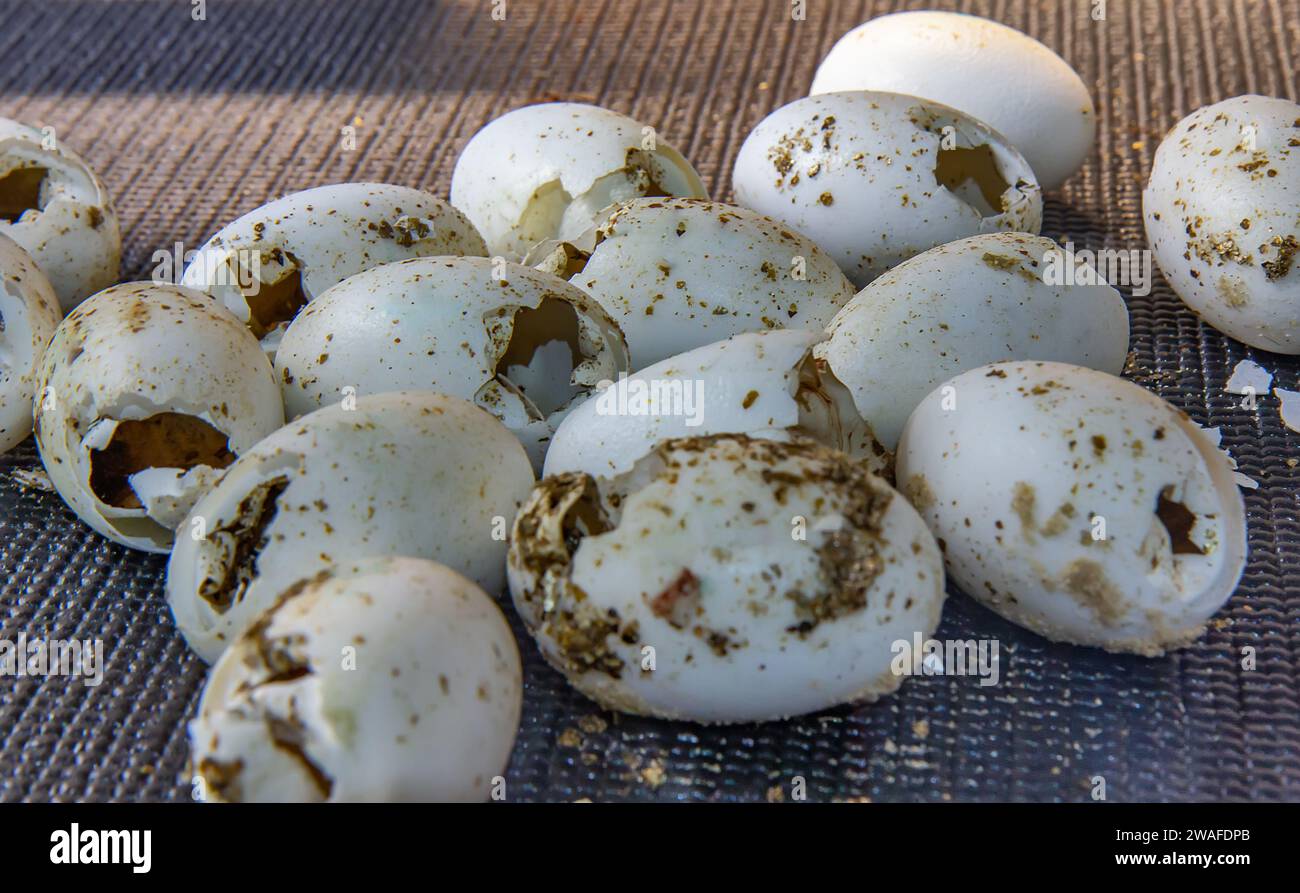 Group of empty egg shells of Nile crocodile in the water aquarium in ...