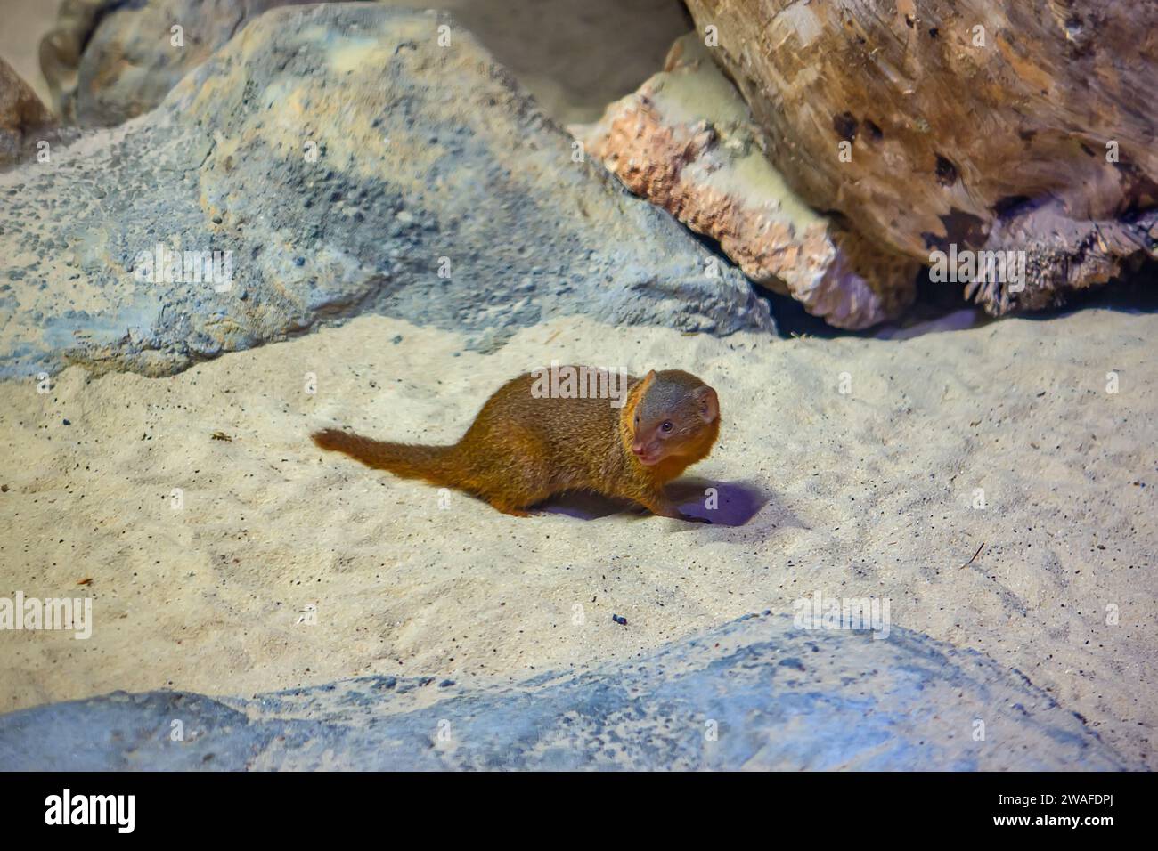 A mongoose is a small terrestrial carnivorous mammal belonging to the ...