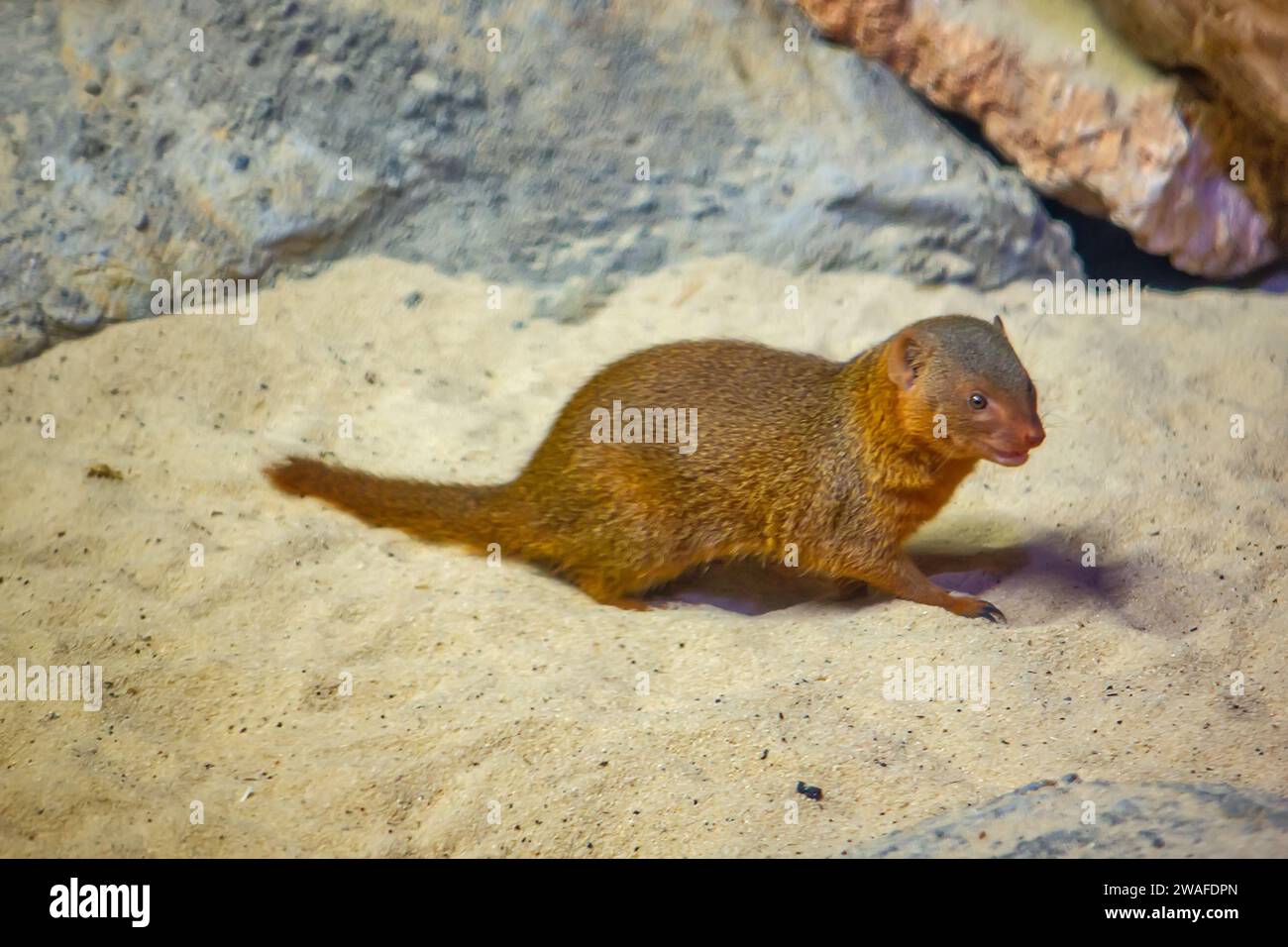 A mongoose is a small terrestrial carnivorous mammal belonging to the ...