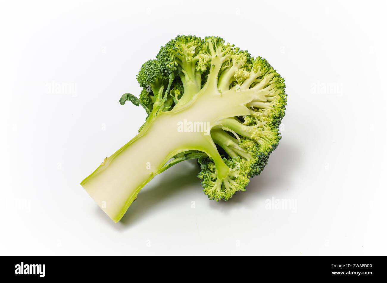 Half of fresh green broccoli isolated on white background. Appetizing ...
