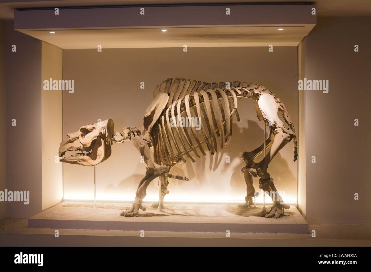 Toxodon bones hi-res stock photography and images - Alamy