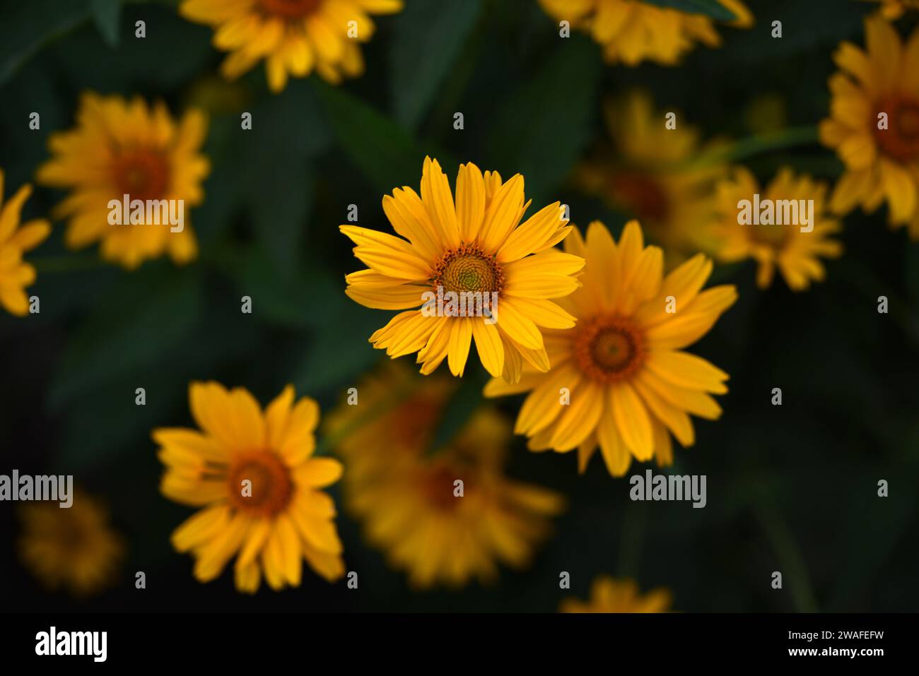 The Asteraceae family. Large yellow flowers. Sunflower Stock Photo - Alamy