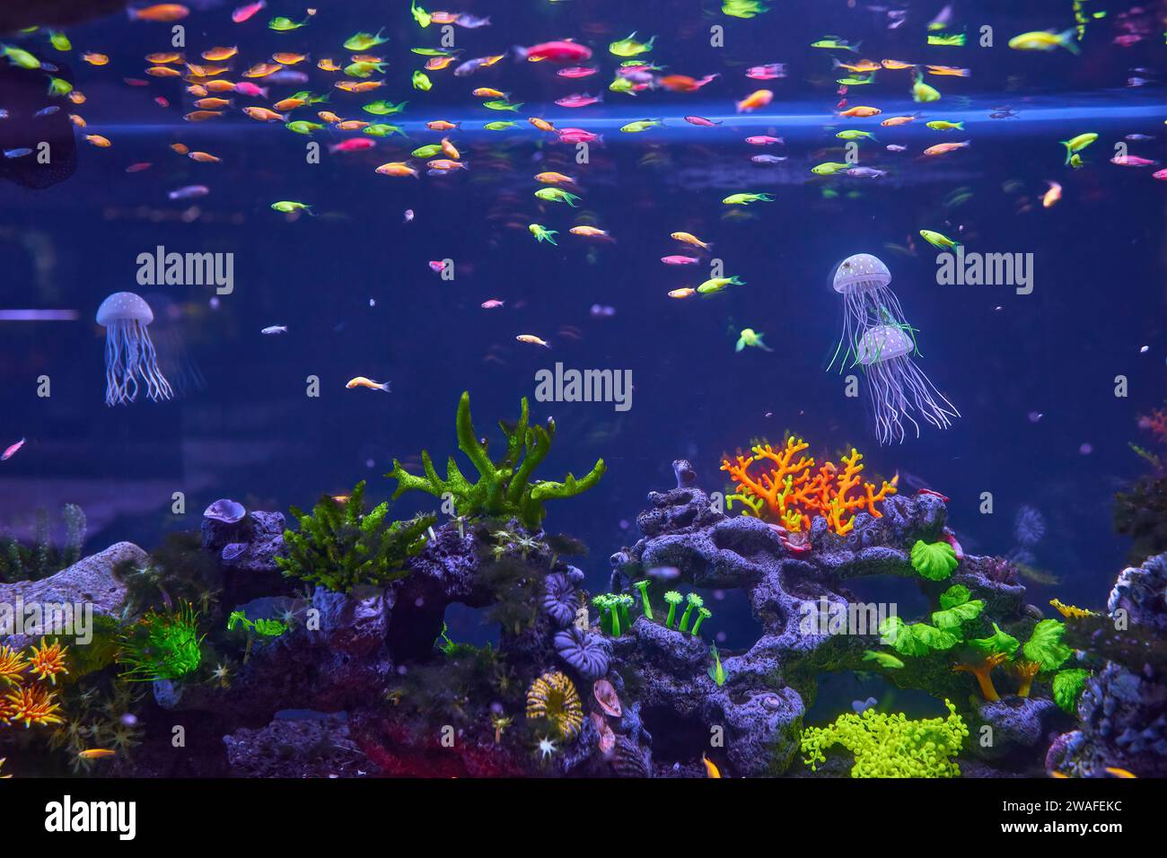 Beautiful jellyfish, medusa in the neon light with the fishes. Aquarium ...