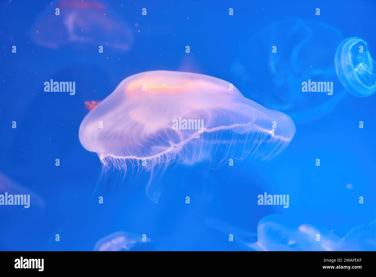 Aurelia aurita common moon jellyfish colony in dark water with glowing ...