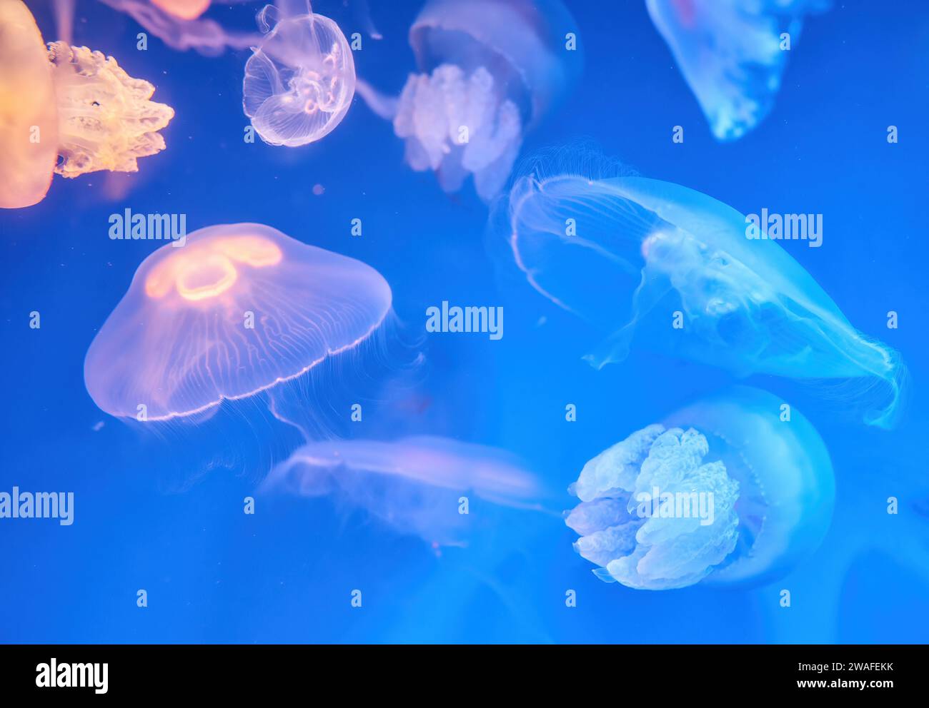 Aurelia aurita common moon jellyfish colony in dark water with glowing ...