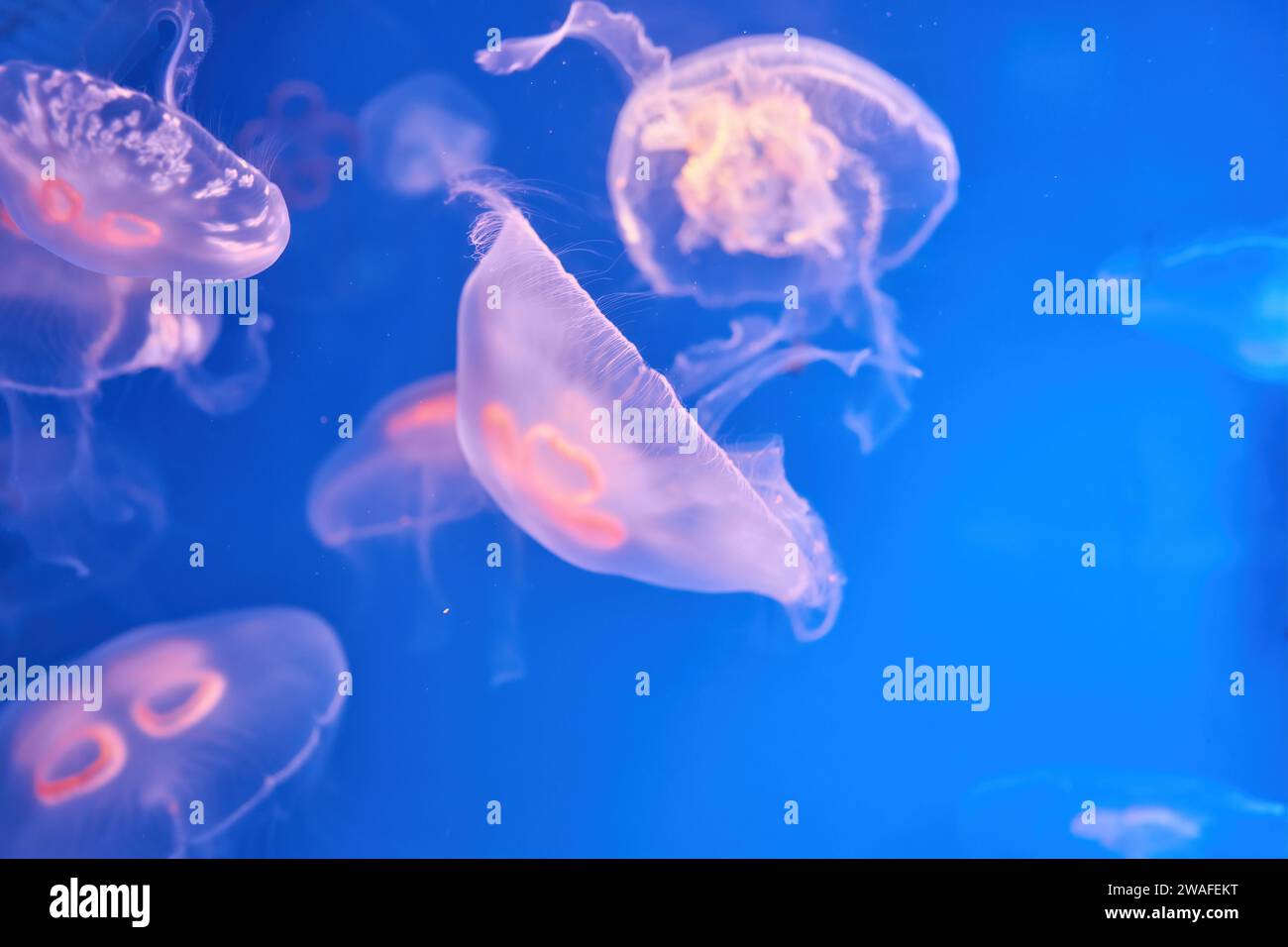Aurelia aurita common moon jellyfish colony in dark water with glowing ...