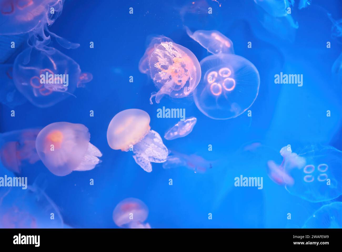 Aurelia aurita common moon jellyfish colony in dark water with glowing ...