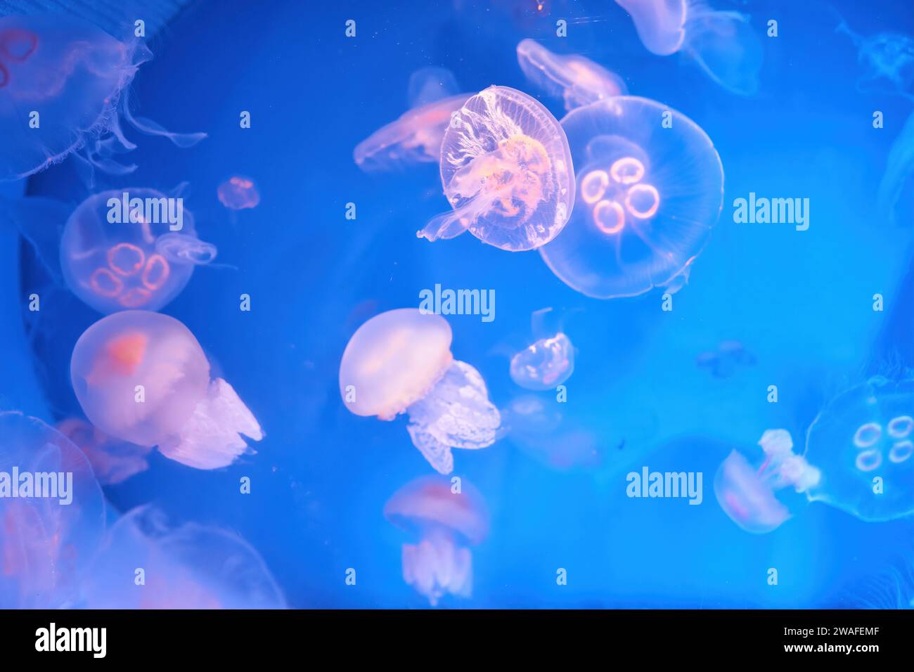 Aurelia aurita common moon jellyfish colony in dark water with glowing purple light as dark ...