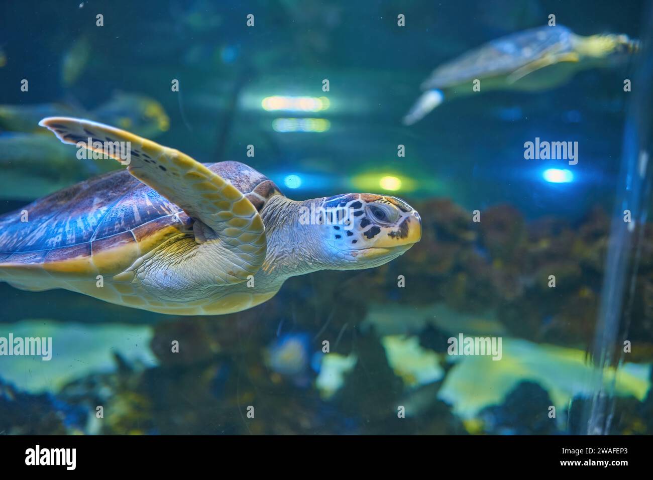 Sea turtle seen at the Aquarium in the Kyiv Aquarium Stock Photo - Alamy