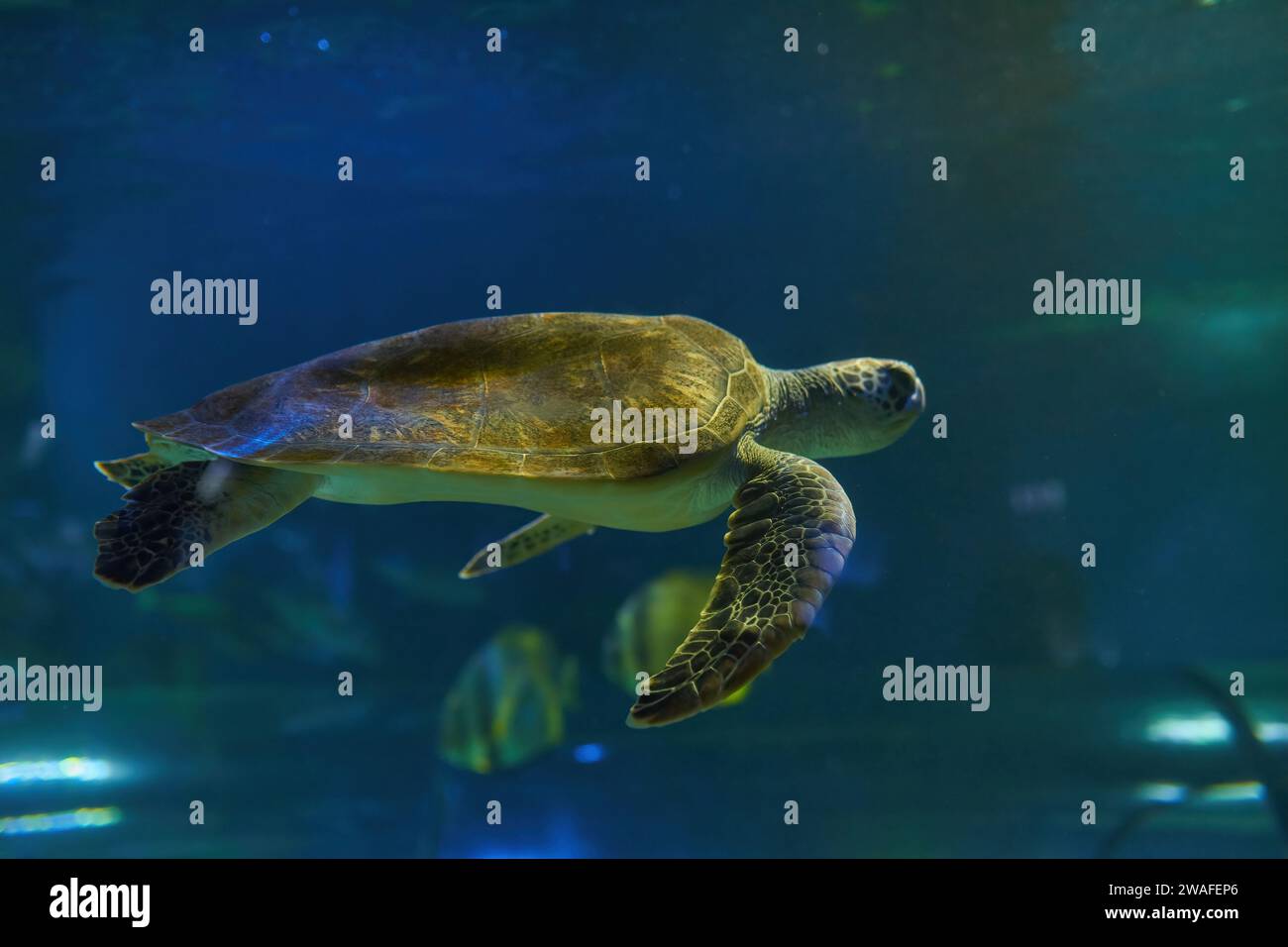Sea turtle seen at the Aquarium in the Kyiv Aquarium Stock Photo - Alamy