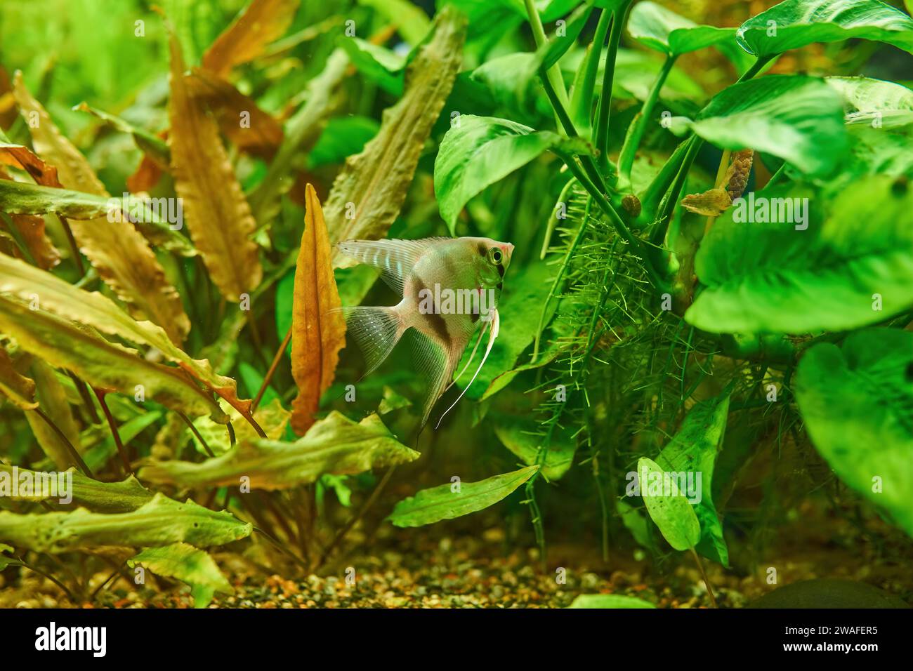 Ornamental fish Scalaria or angelfish Pterophyllum scalare in close-up ...