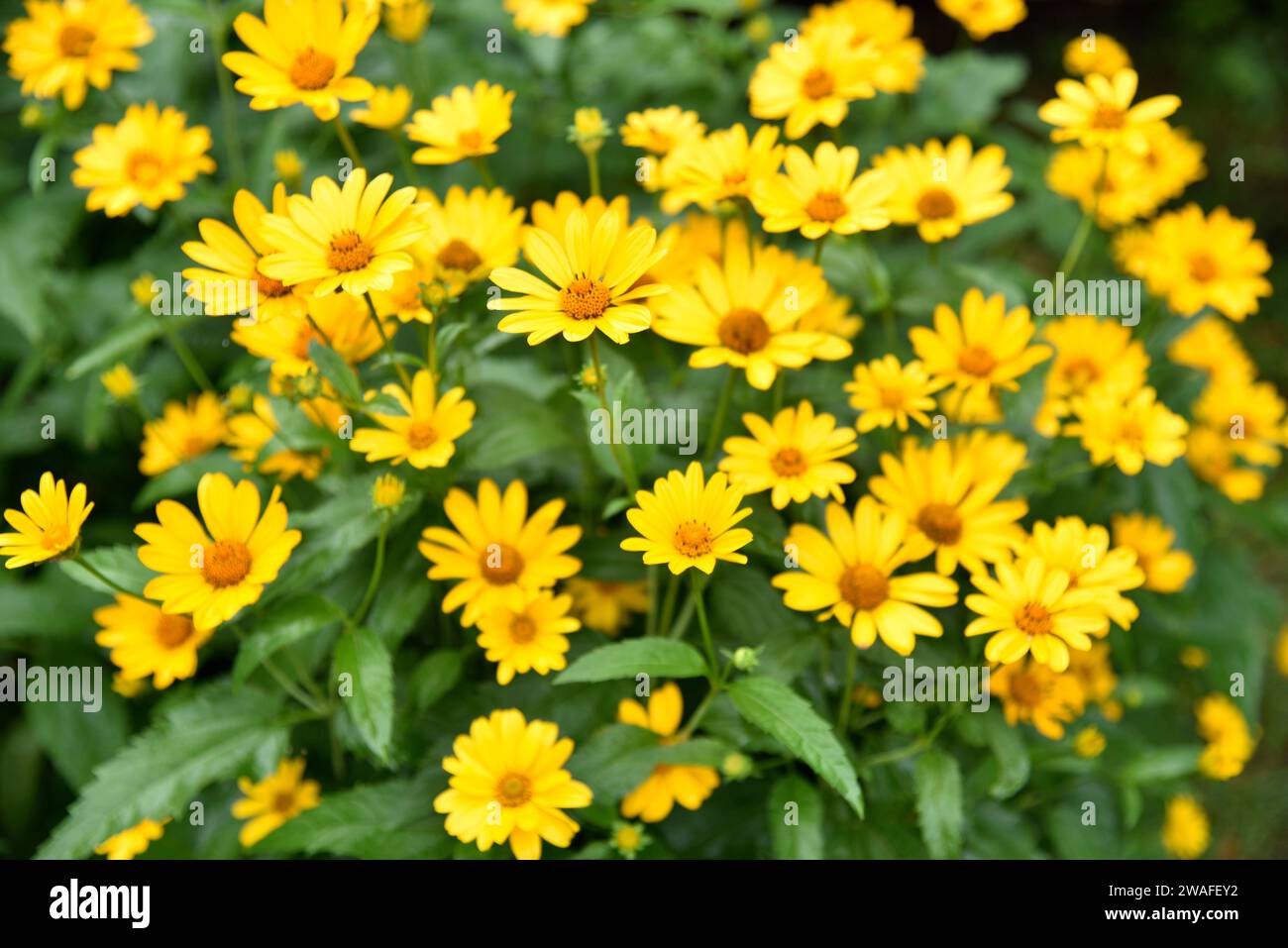 The Asteraceae family. Large yellow flowers. Sunflower Stock Photo - Alamy