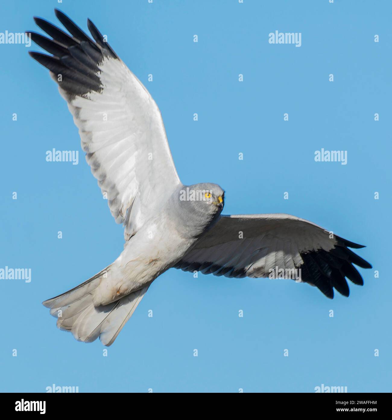 Flying white hen hi-res stock photography and images - Alamy