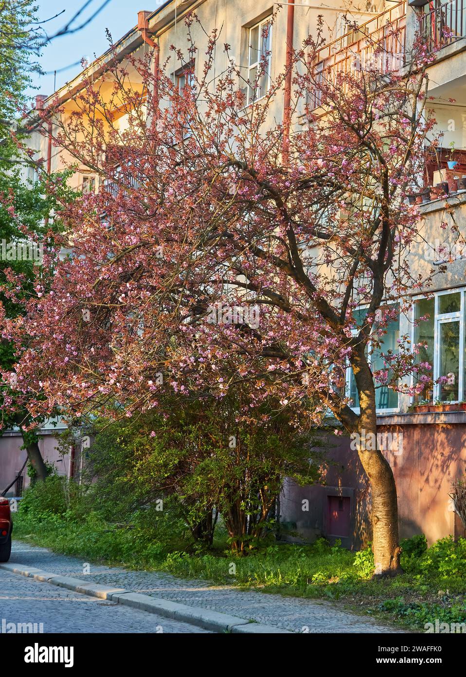 Beautiful blooming sakura trees in alley. Pink sakura flowers on ...