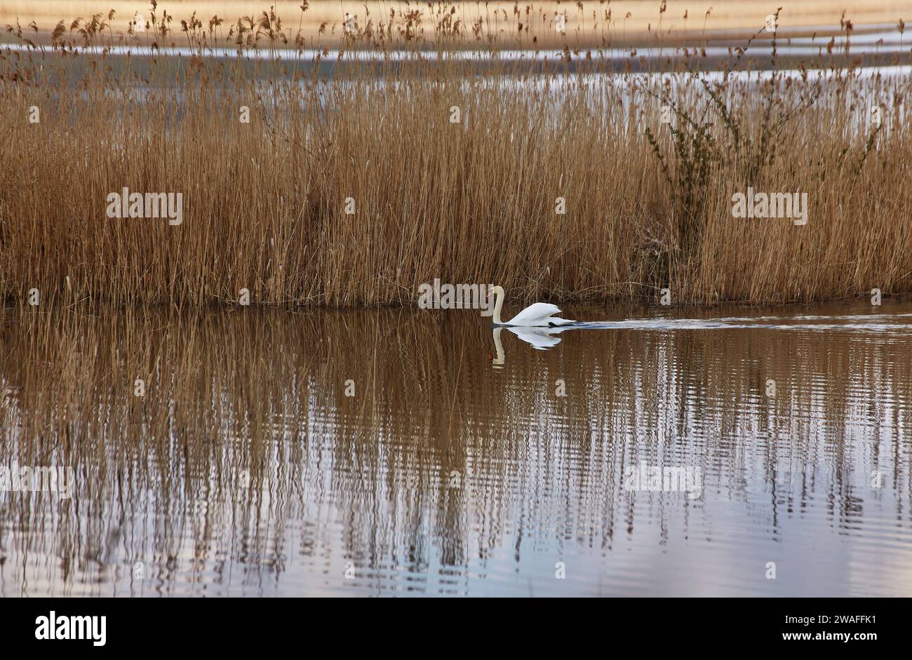 White swan swims in reeds hi-res stock photography and images - Alamy