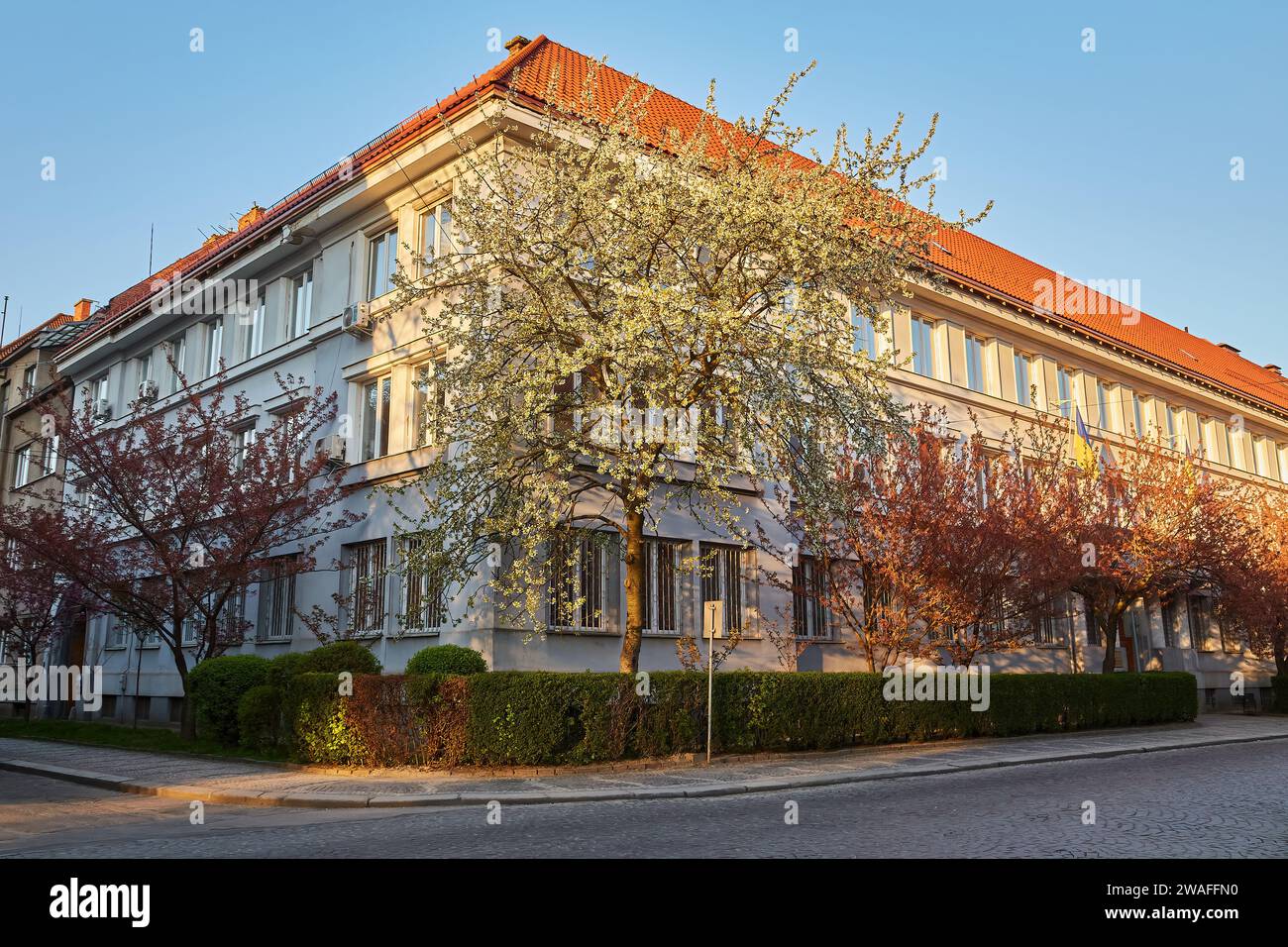Blooming sakura trees on the city streets in Uzhhorod, Ukraine ...