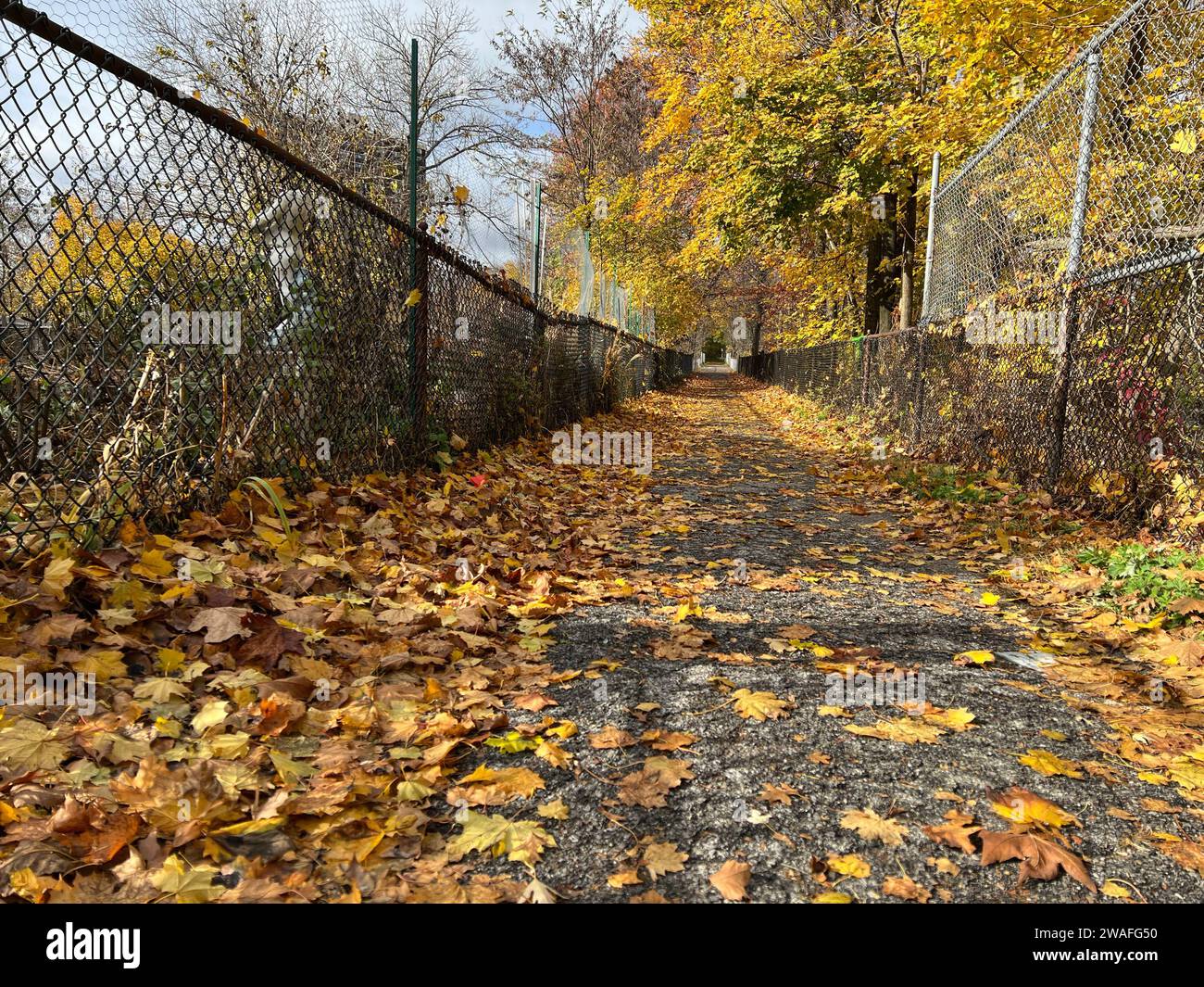 A scenic pathway lined with golden autumn trees Stock Photo - Alamy