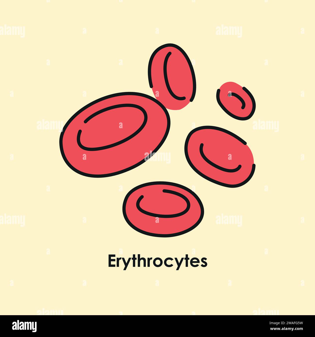 Erythrocytes color icon. Red cells in the blood vessels. Vector ...