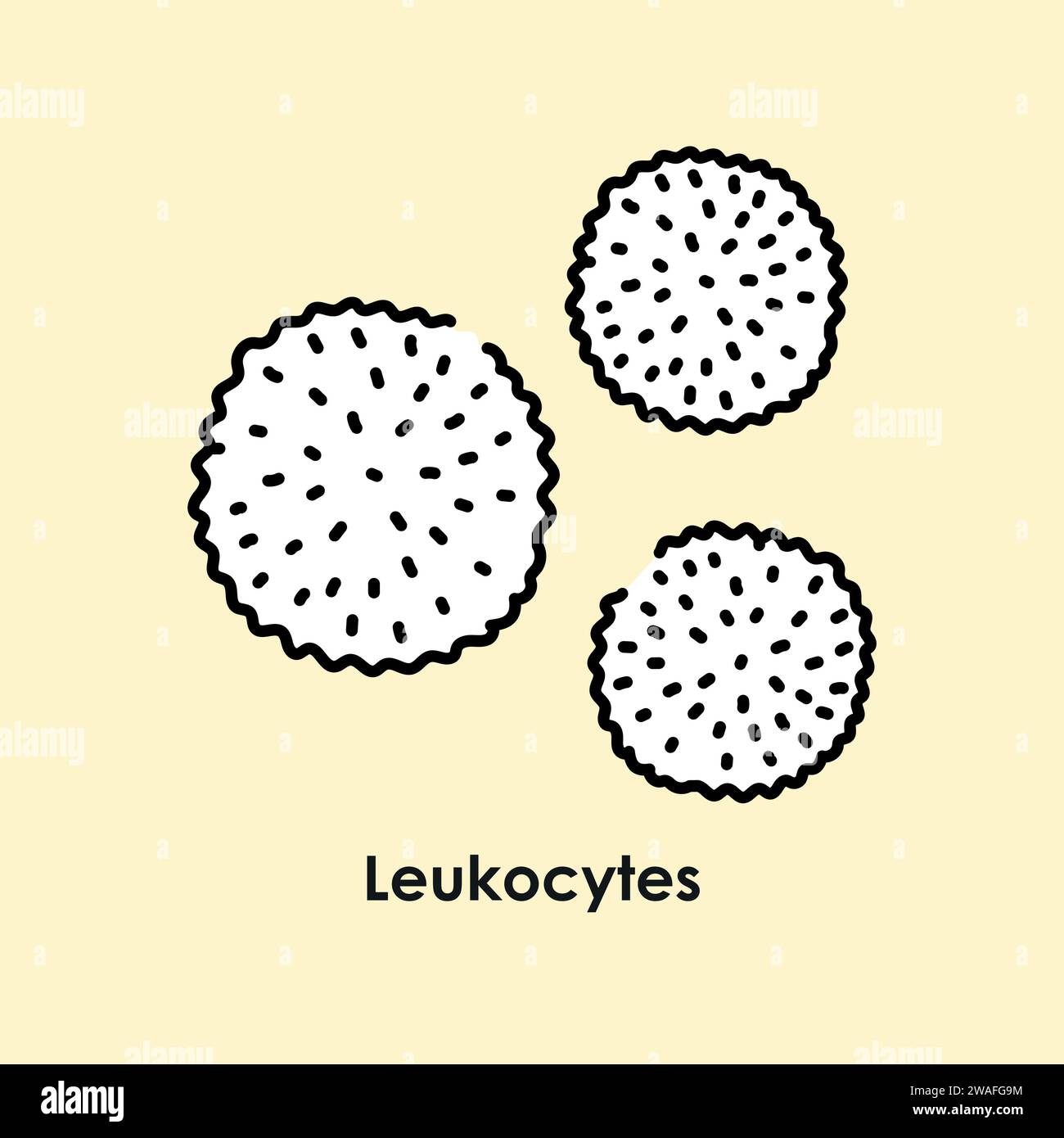 Leukocytes color icon. White blood cells in the blood vessels. Vector ...