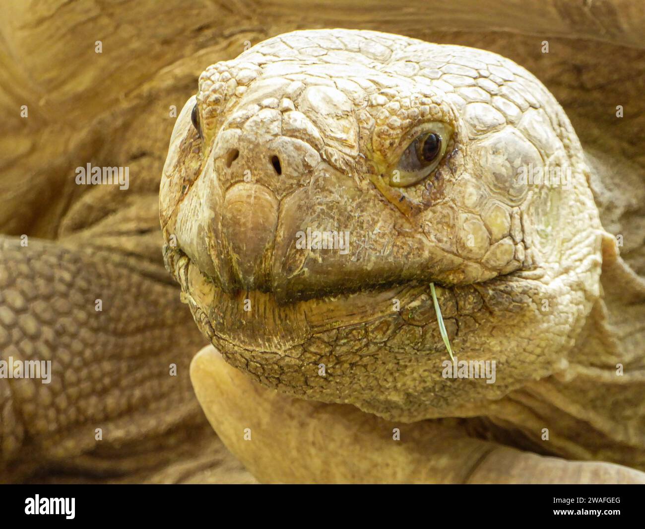 A close up image of turtoise basking in its natural habitat in a zoo ...