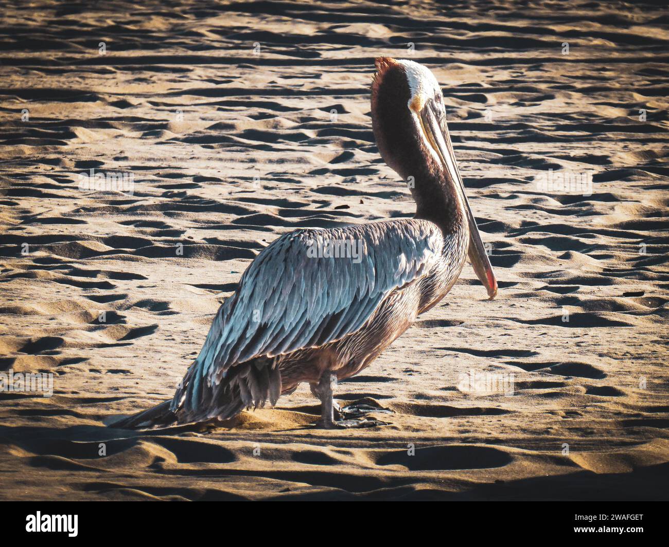 Pelican on the beach hi-res stock photography and images - Alamy