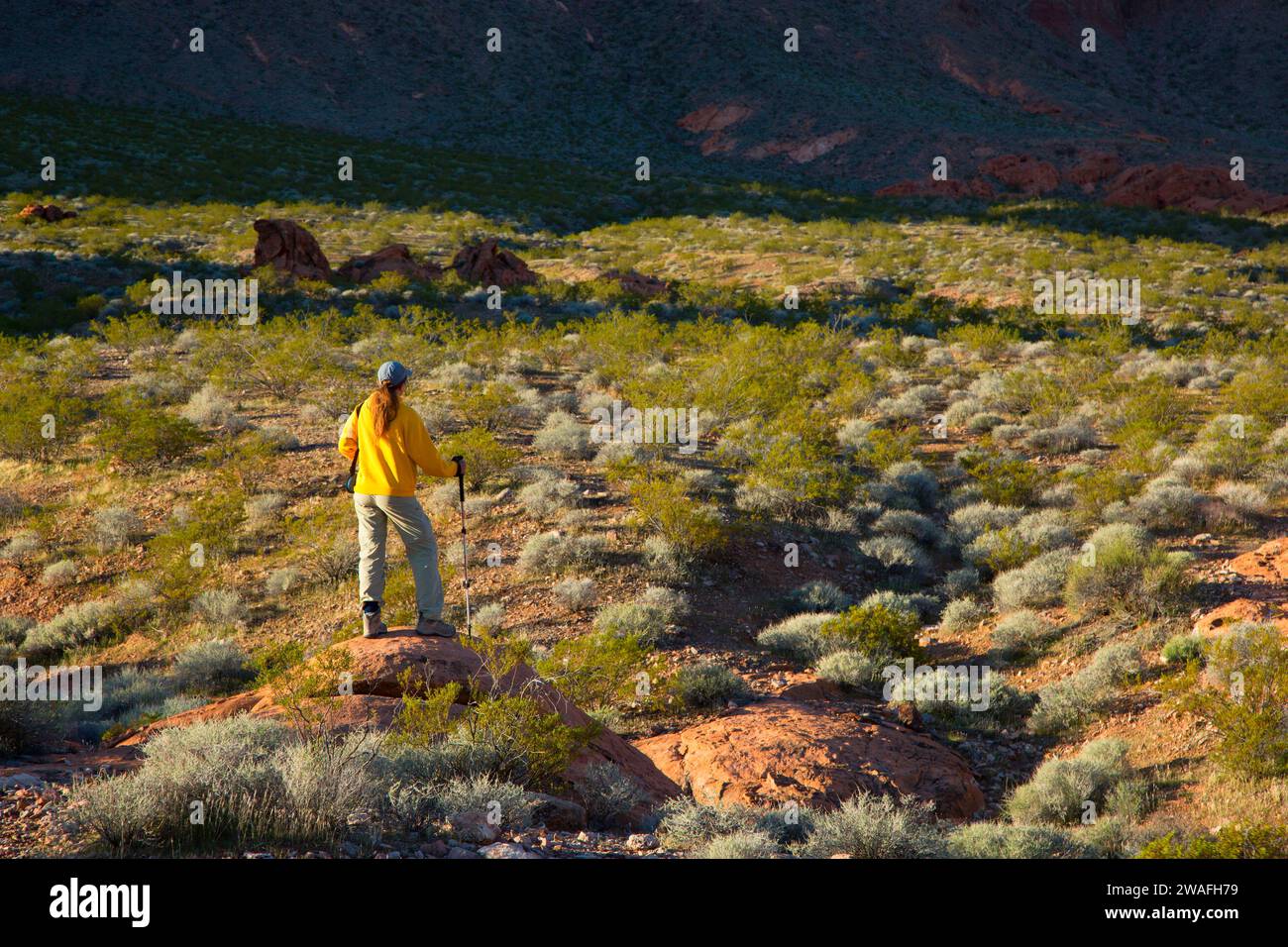 Creosote bush desert at Redstone, Lake Mead National Recreation Area ...