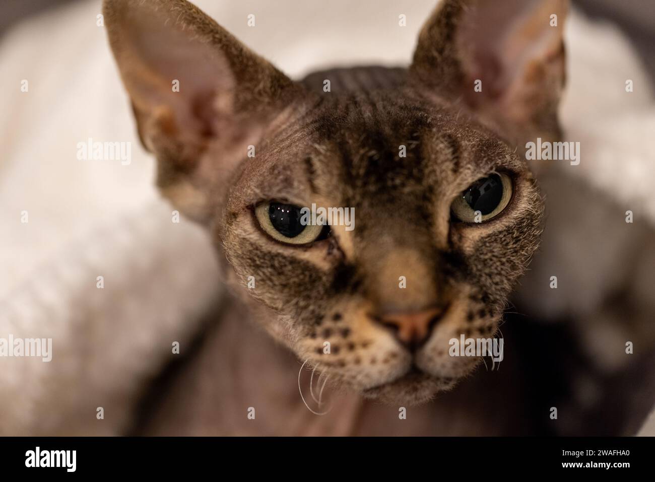 Fine cheekbones hi-res stock photography and images - Alamy