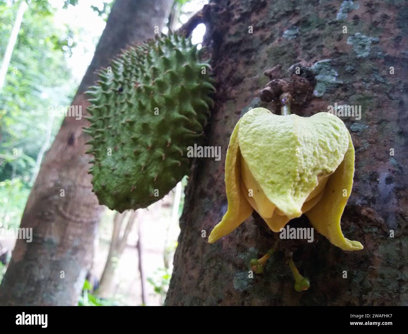 Banana tree trunk hi-res stock photography and images - Alamy