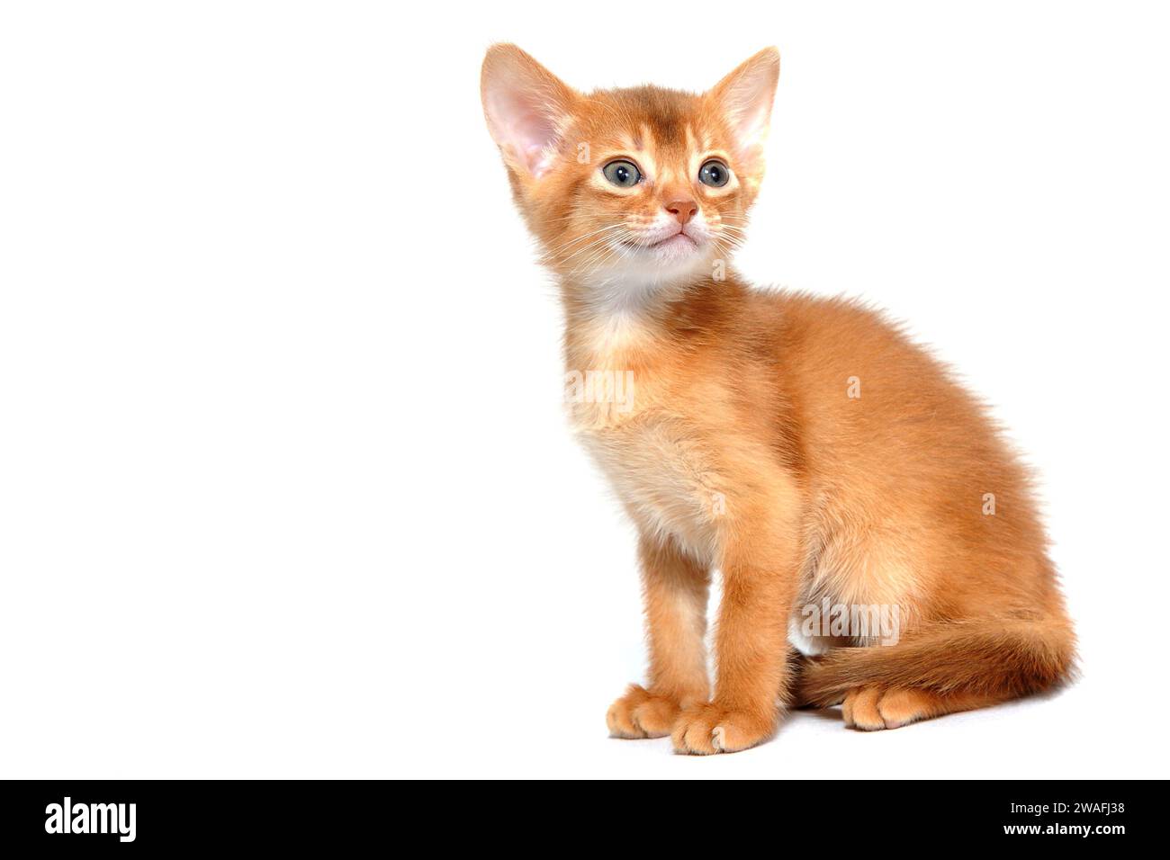 Abyssinian red kitten on a white isolated background Stock Photo - Alamy