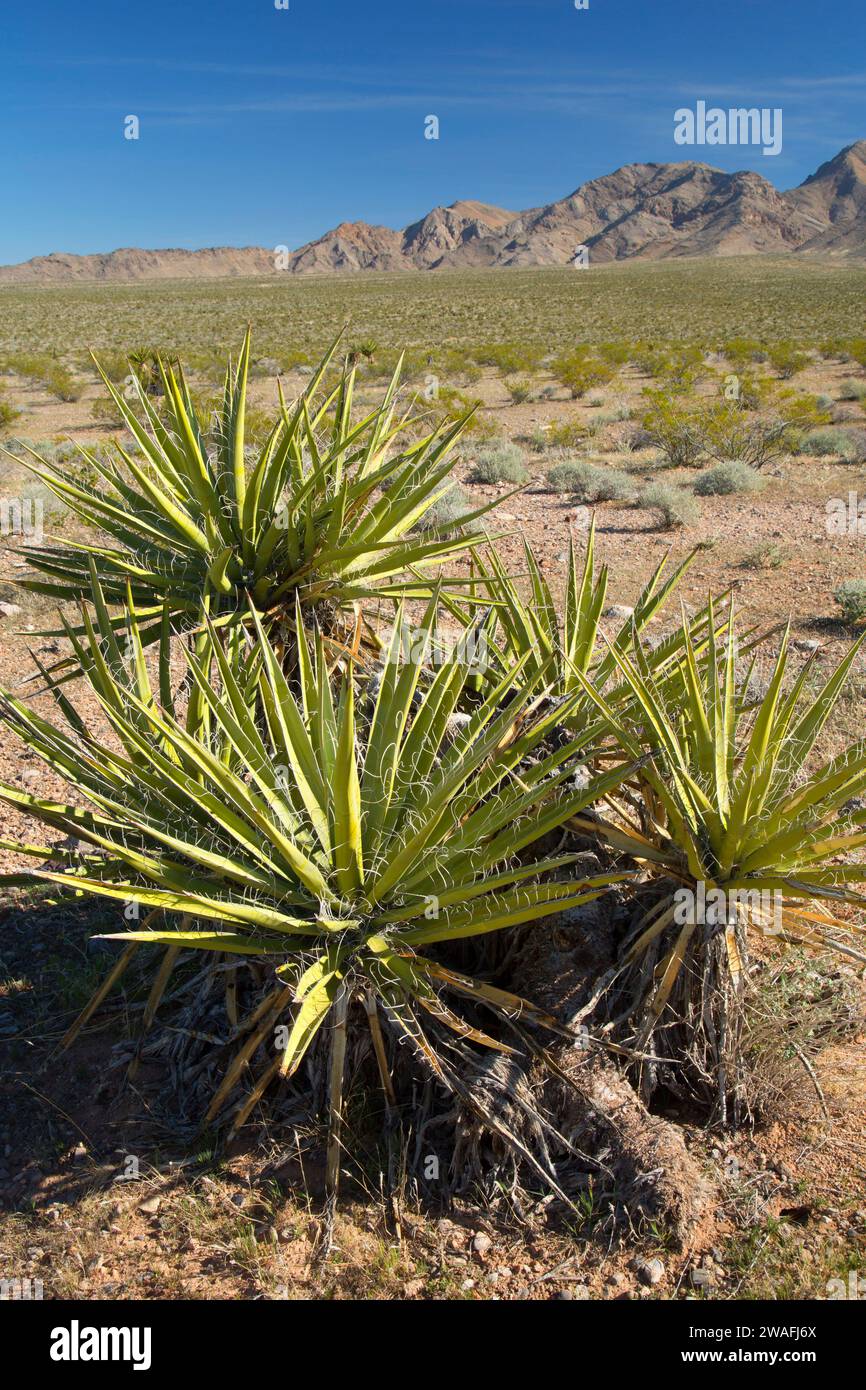 Yucca nevada hi-res stock photography and images - Alamy
