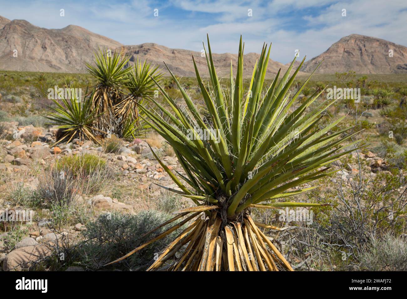 Mojave yucca, Gold Butte National Monument, Nevada Stock Photo - Alamy