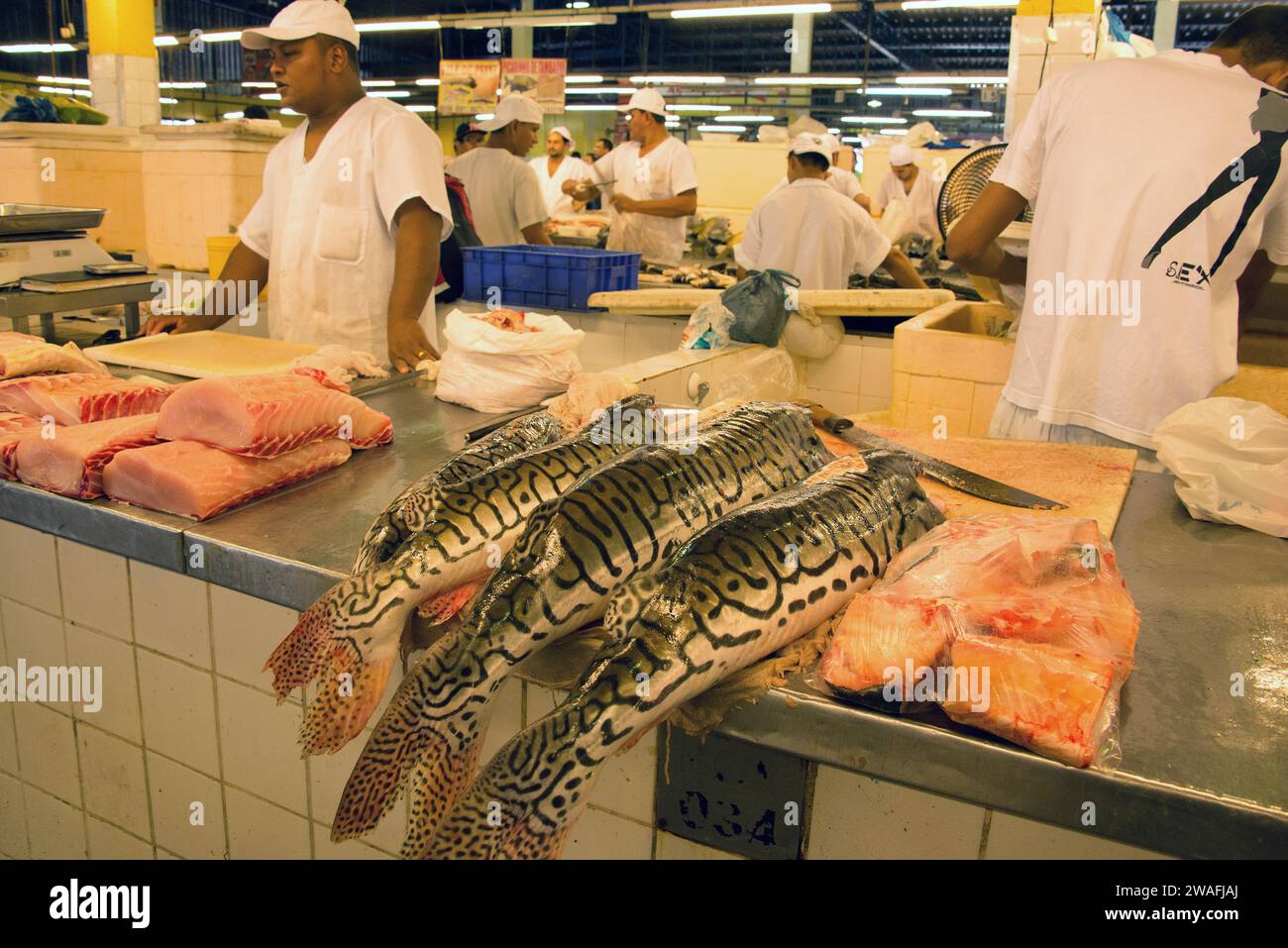 Surubim tigrado hi-res stock photography and images - Alamy