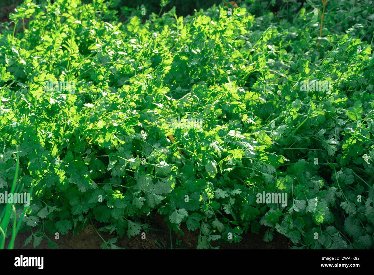 Coriander plant in vegetables garden for health. Growing Parsley in the ...
