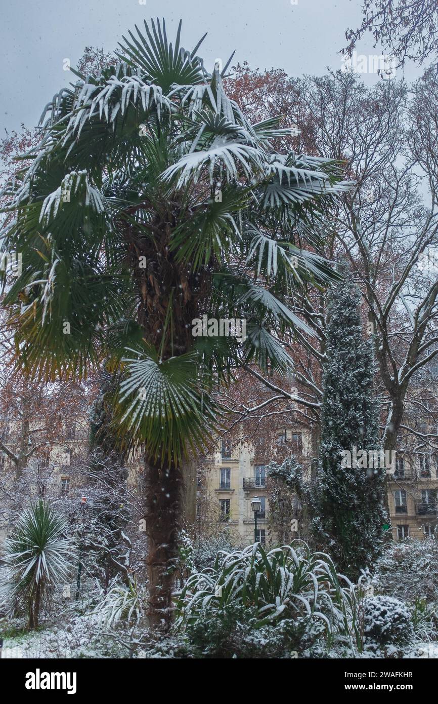 Paris, France, 2021. Snow falling on an exotic fountain palm (Livistona ...