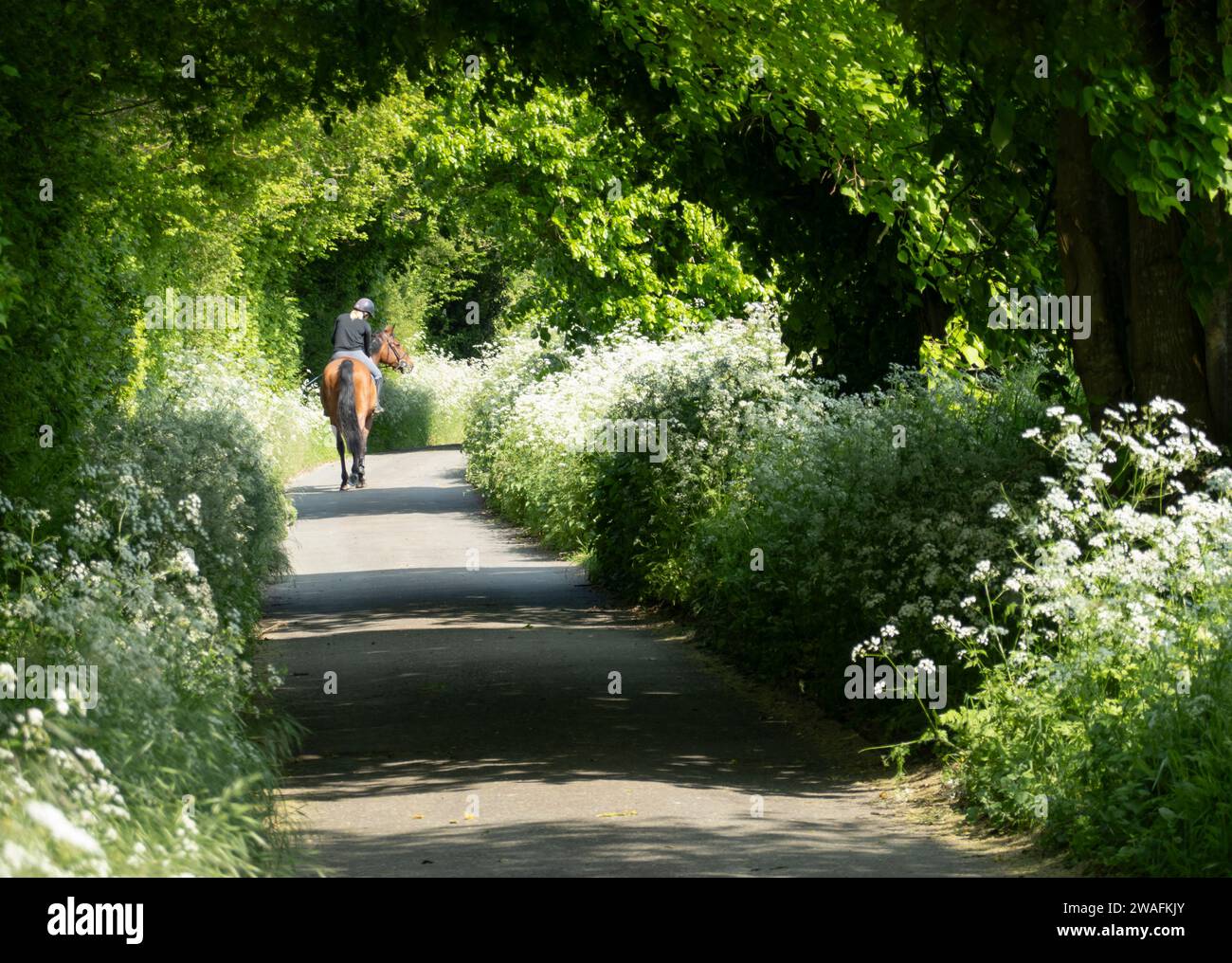 English country lane in spring hi-res stock photography and images - Alamy