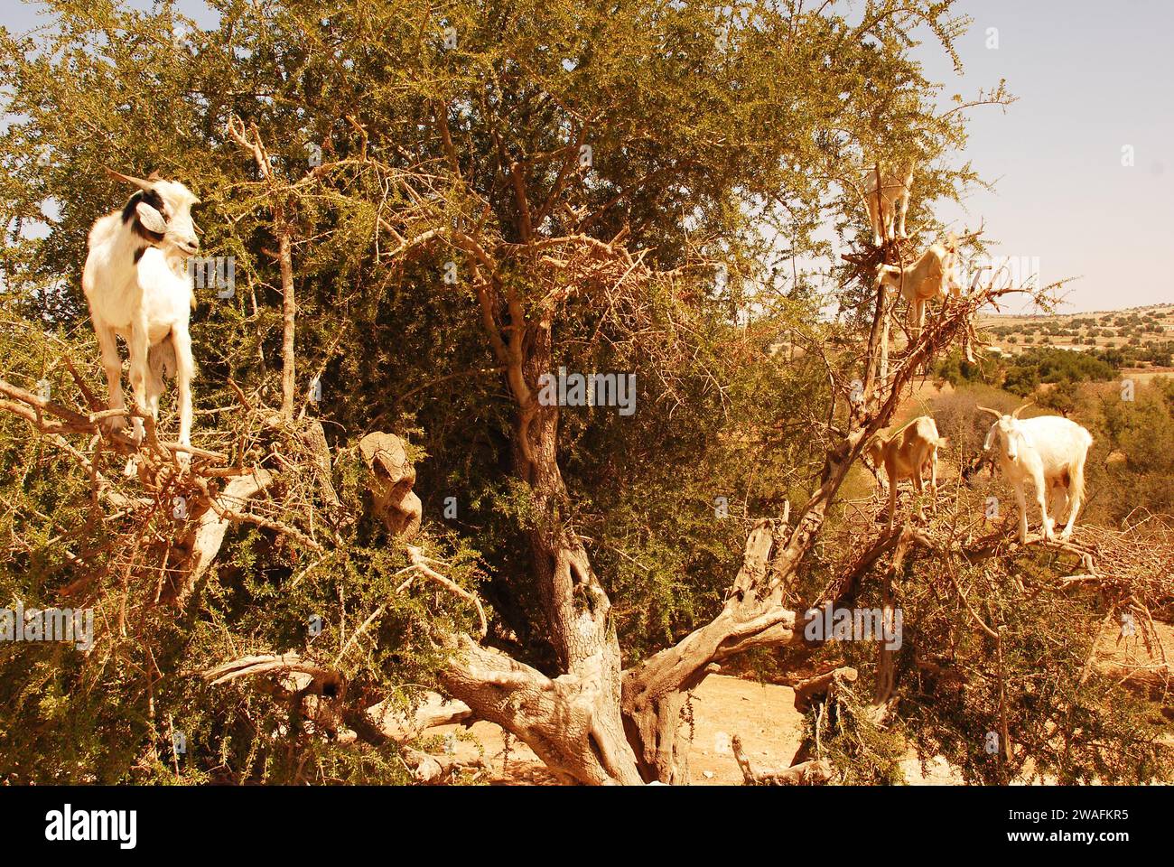 Goats tree morocco hi-res stock photography and images - Alamy