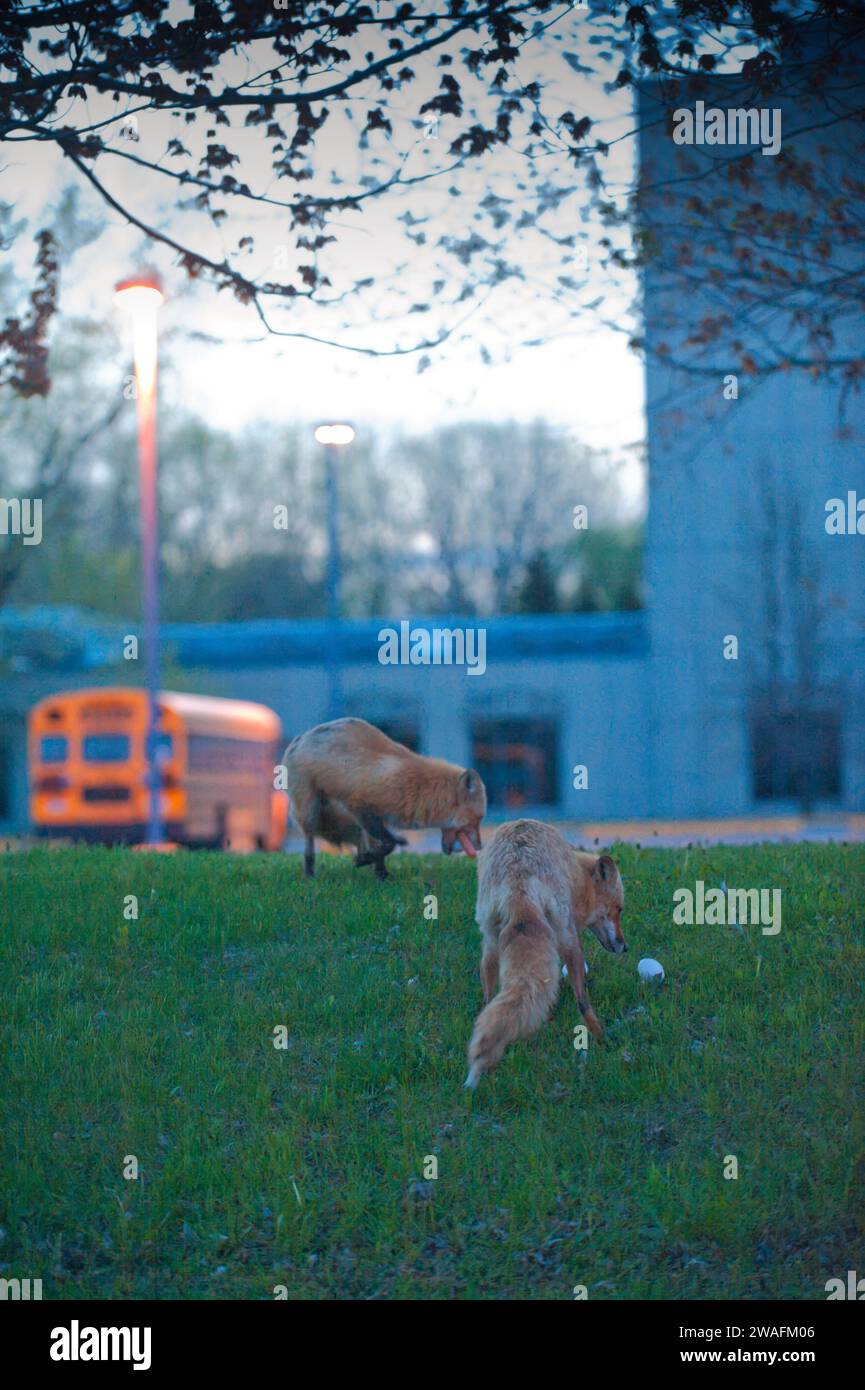 Two Red Foxes eating a sauvage and eggs Stock Photo - Alamy