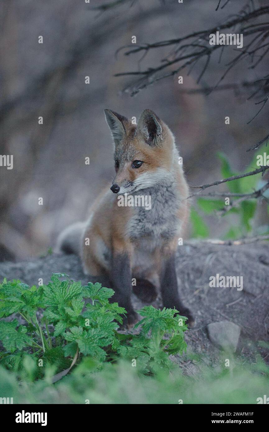 Red fox sitting on rock hi-res stock photography and images - Alamy