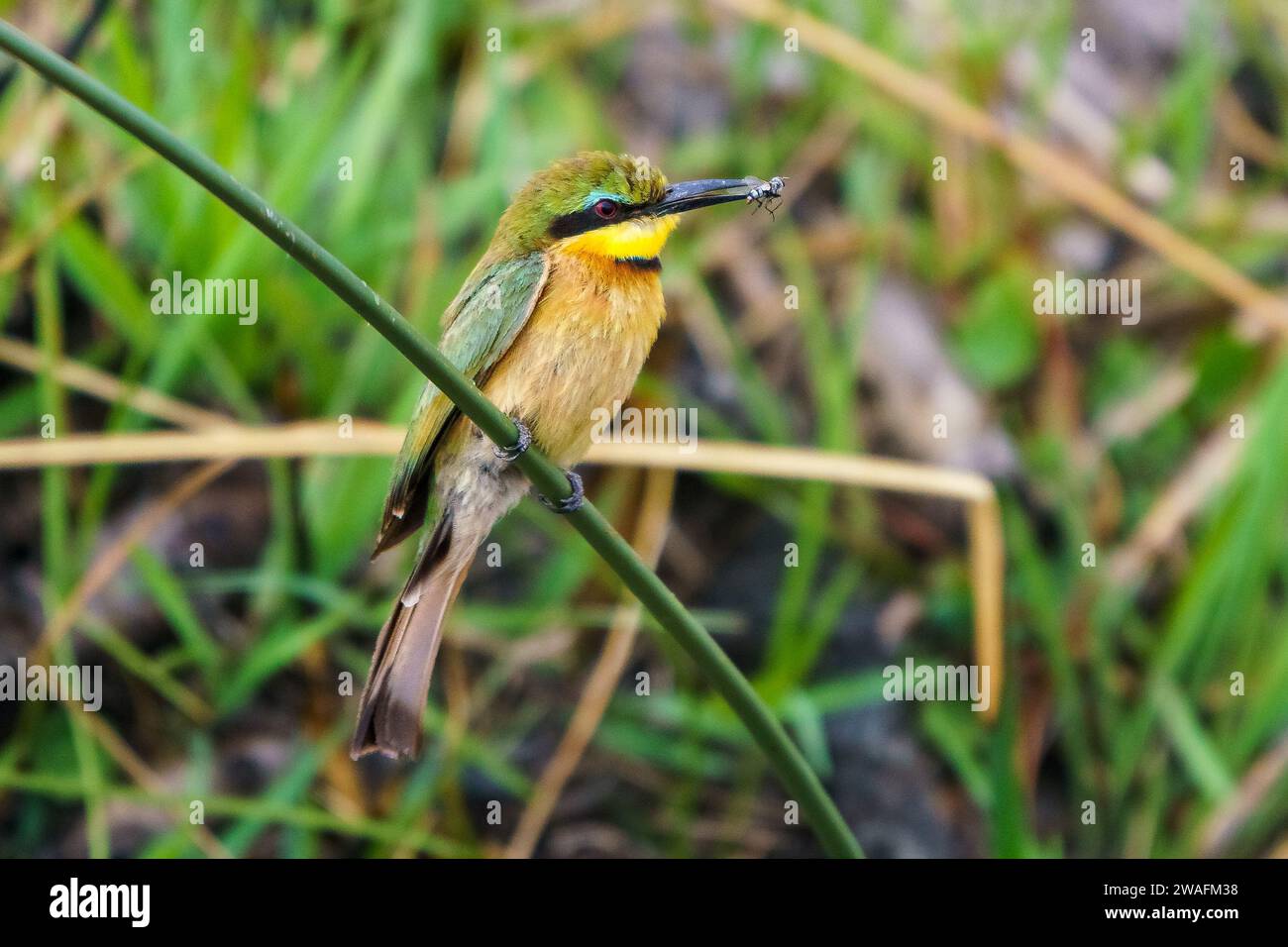 A small yellow and green songbird perched atop a thin, wispy twig, its ...
