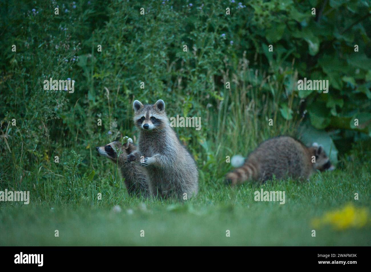 Cute raccoon standing hi-res stock photography and images - Alamy