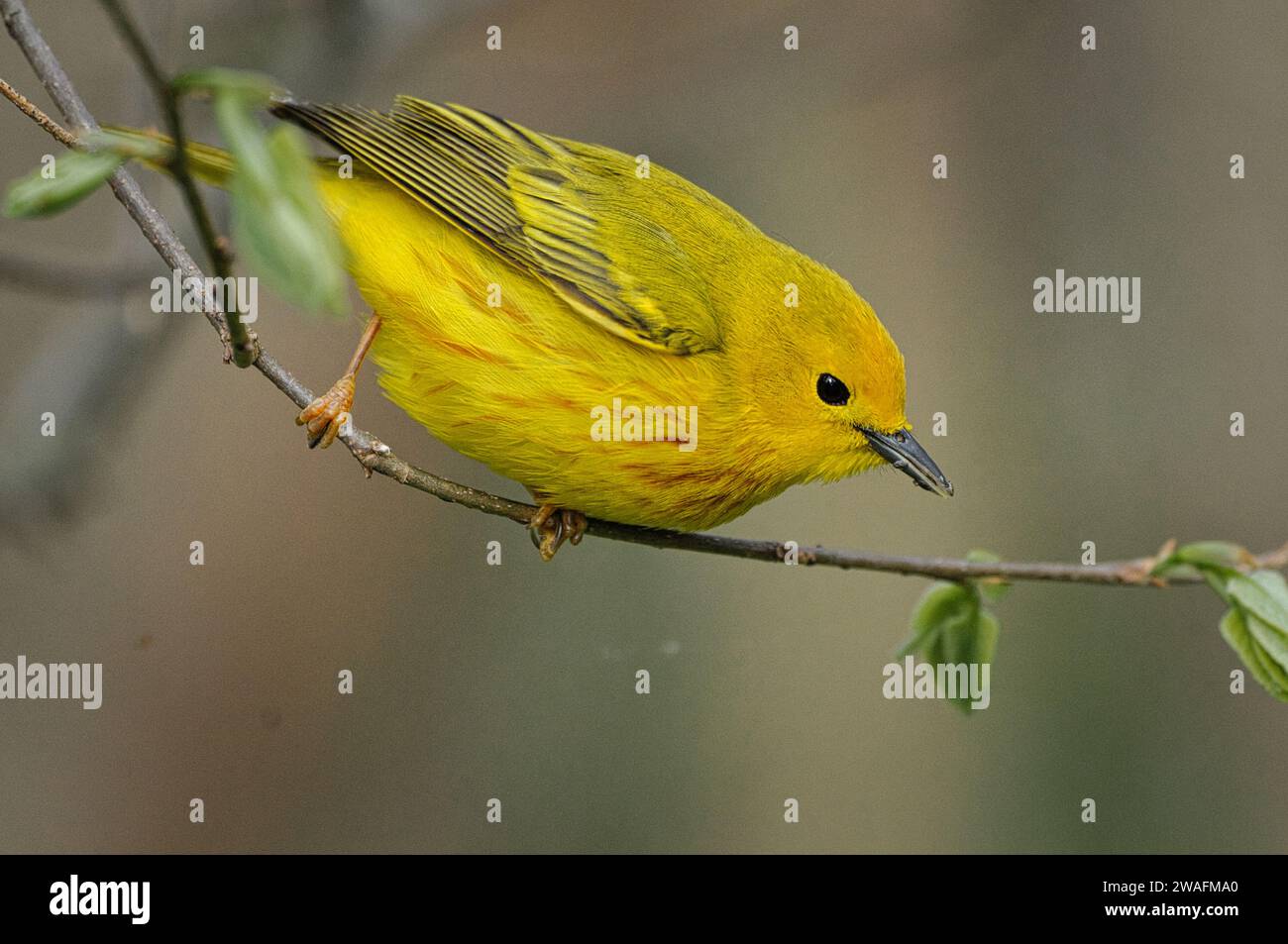 Yellow Warbler perches on a branch during Spring migration Stock Photo ...