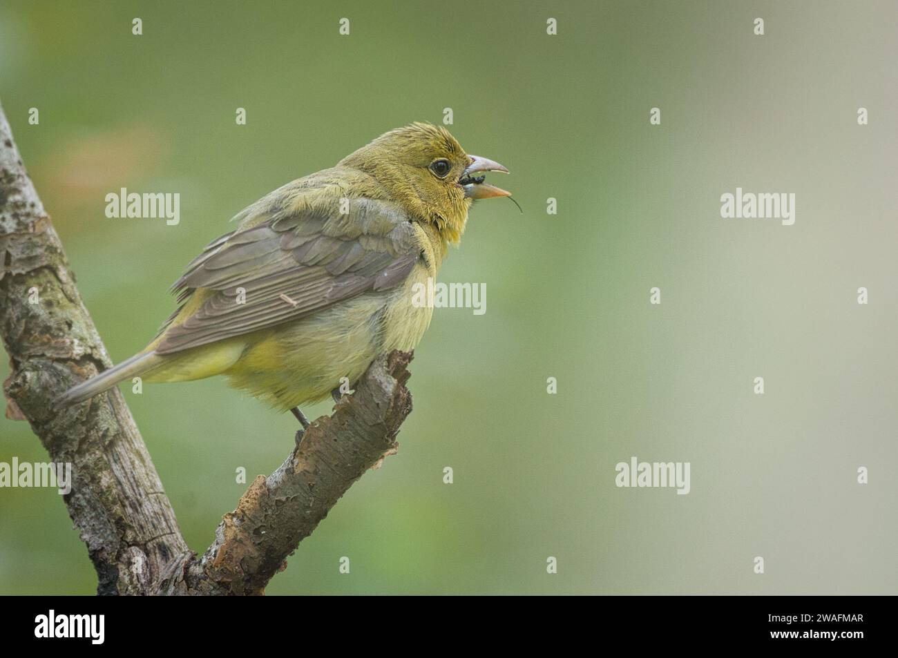 Summer tanager female bird hi-res stock photography and images - Alamy