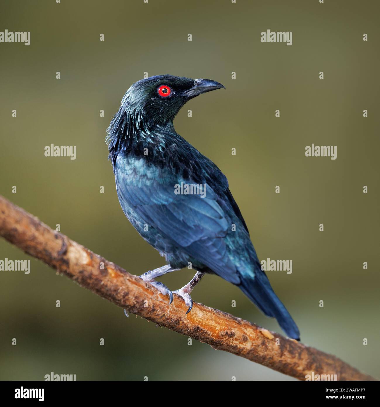 Asian glossy starling perched hi-res stock photography and images - Alamy