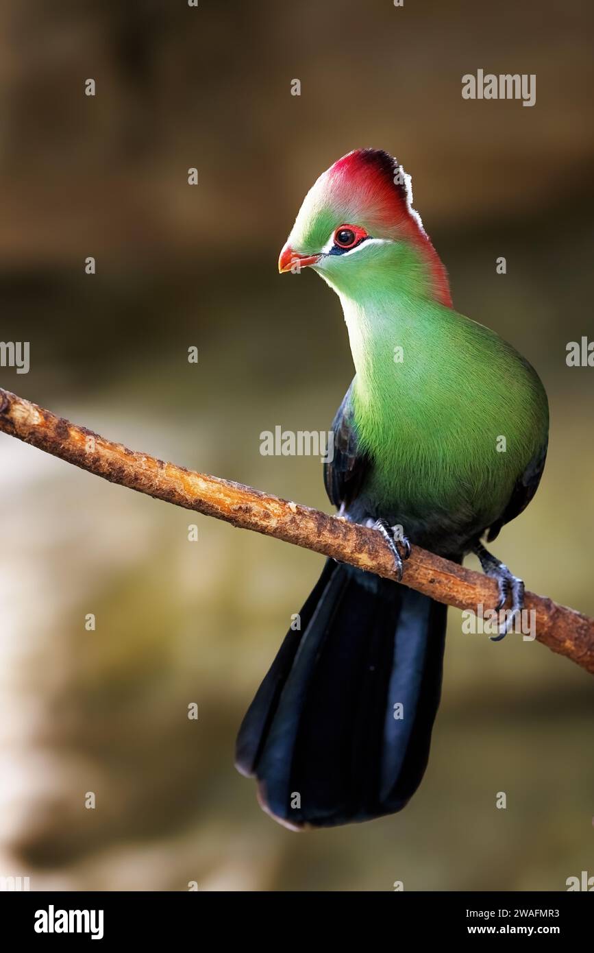 An adult fischer's turaco, tauraco fischeri, perched on a branch. This ...