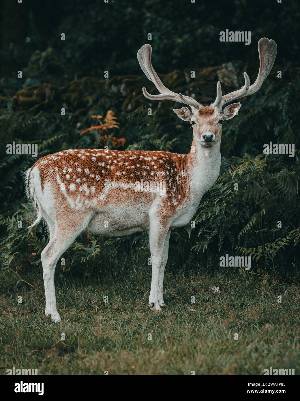 Spotted deer antlers in forest hi-res stock photography and images - Alamy